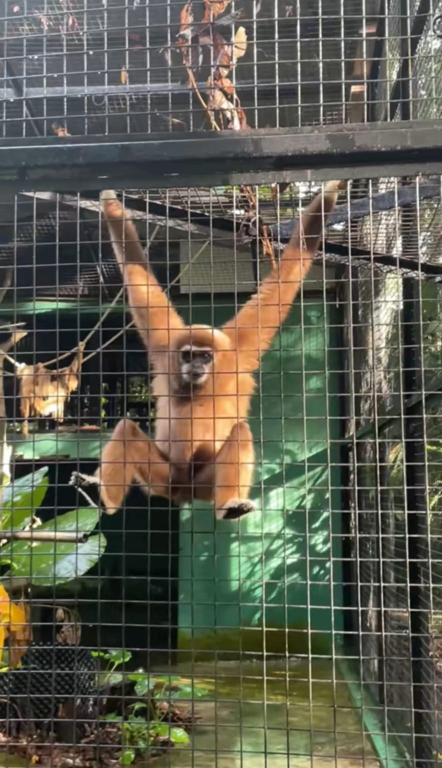 M'sians Cheer on Smart Gibbon for Doing Impressive Backflip in Zoo ...