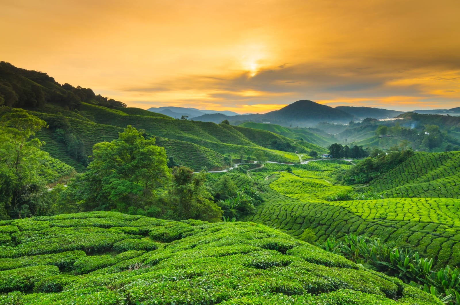 Cameron Highlands Has Been Named Among the 51 Most Beautiful Places in ...