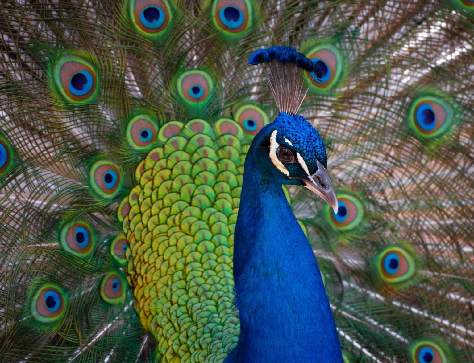 Here's Why Peacocks are an Important Symbol During the Celebration of ...