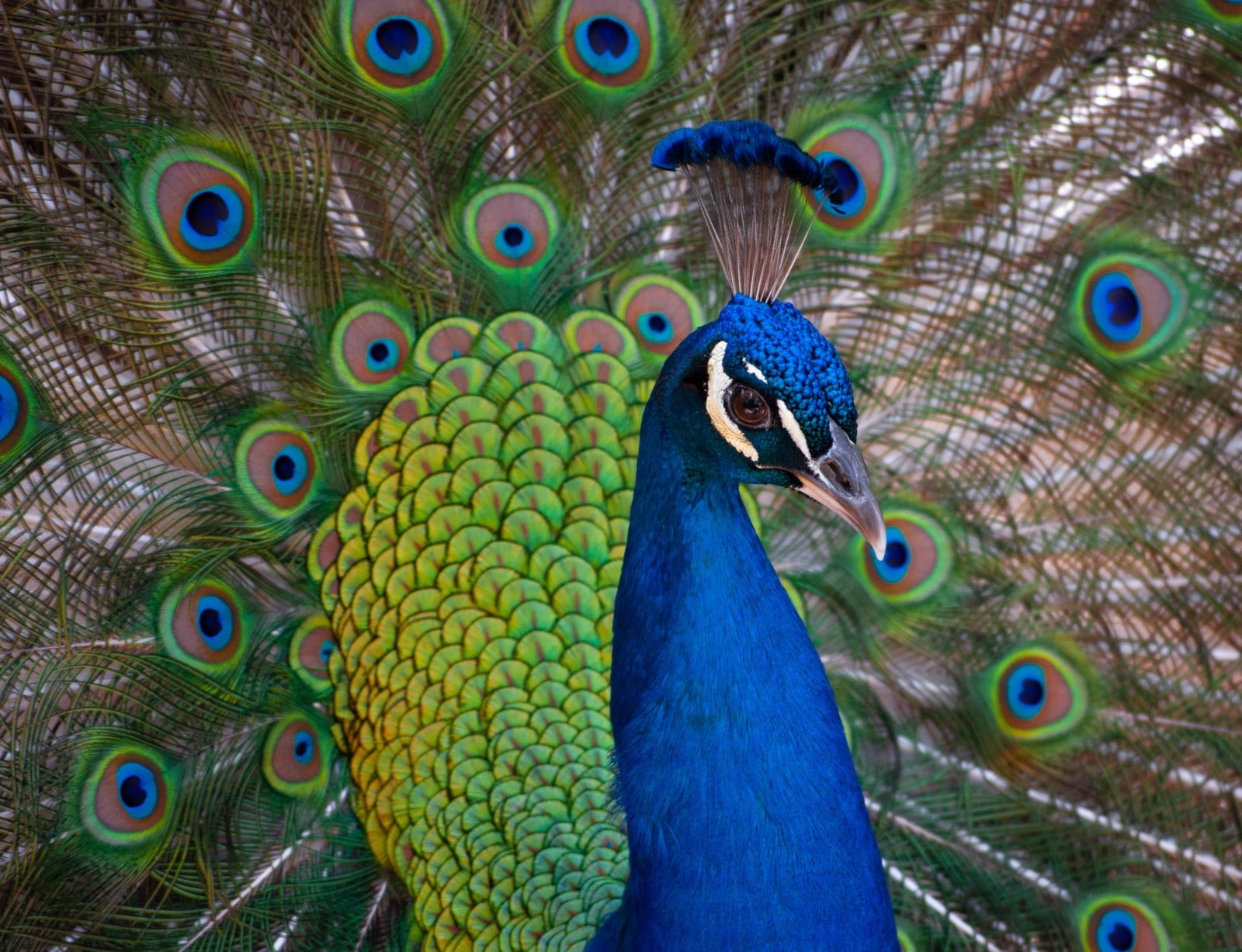 Here's Why Peacocks are an Important Symbol During the Celebration of ...