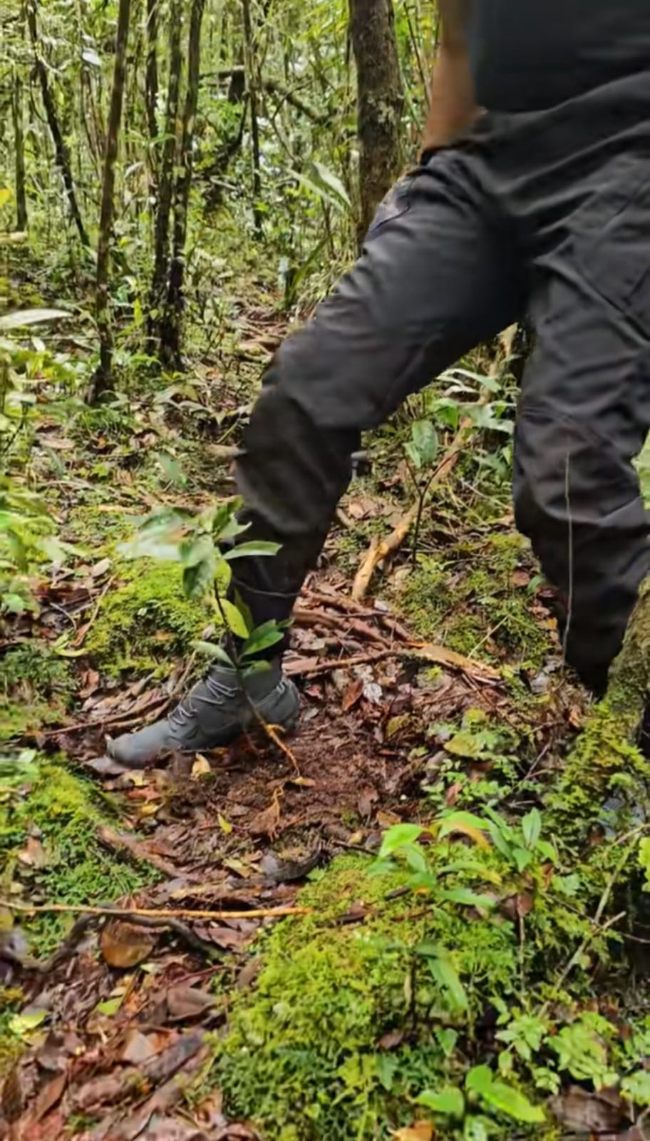 M'sian Forest Expert Shares Life-Saving Tips on What to Do if You Get ...