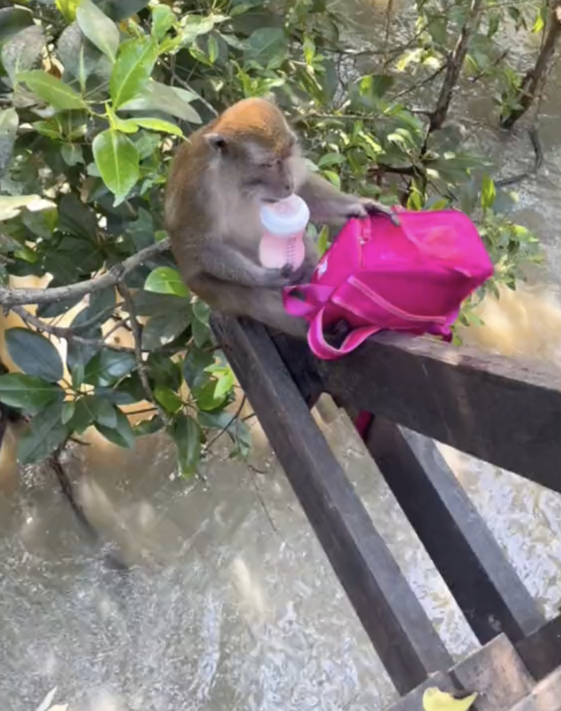 Naughty Monkey Steals Little Girl's Backpack in Muar, Drinks Milk ...