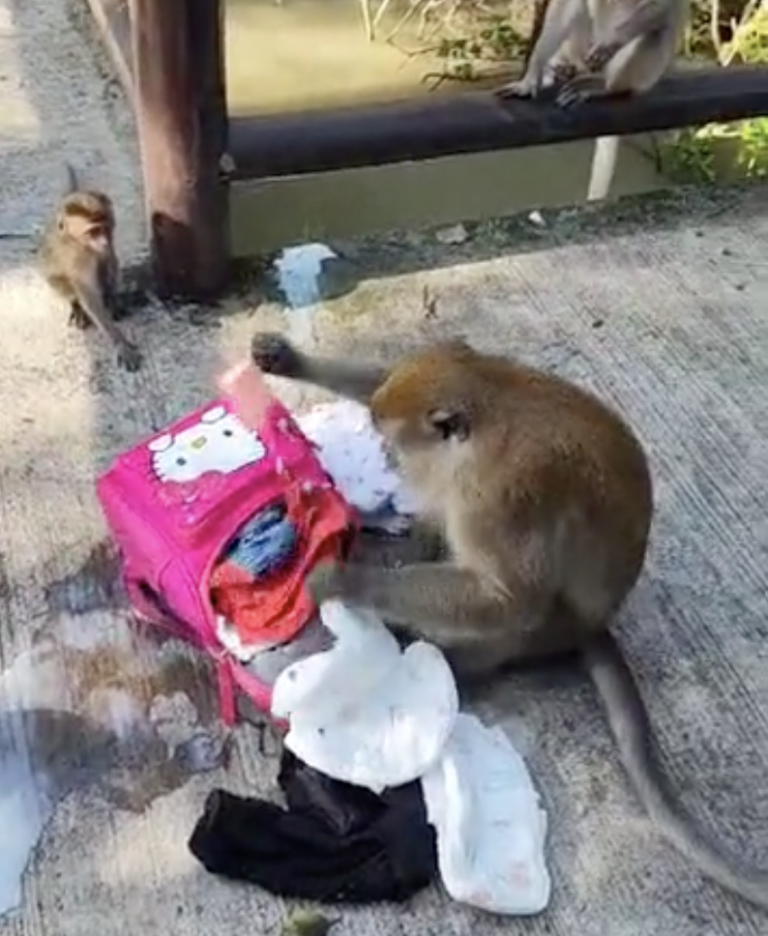 Naughty Monkey Steals Little Girl's Backpack in Muar, Drinks Milk ...