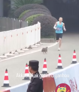 WATCH: Cat Comes Out of Nowhere & Cuts in Front of Runner to "Win ...