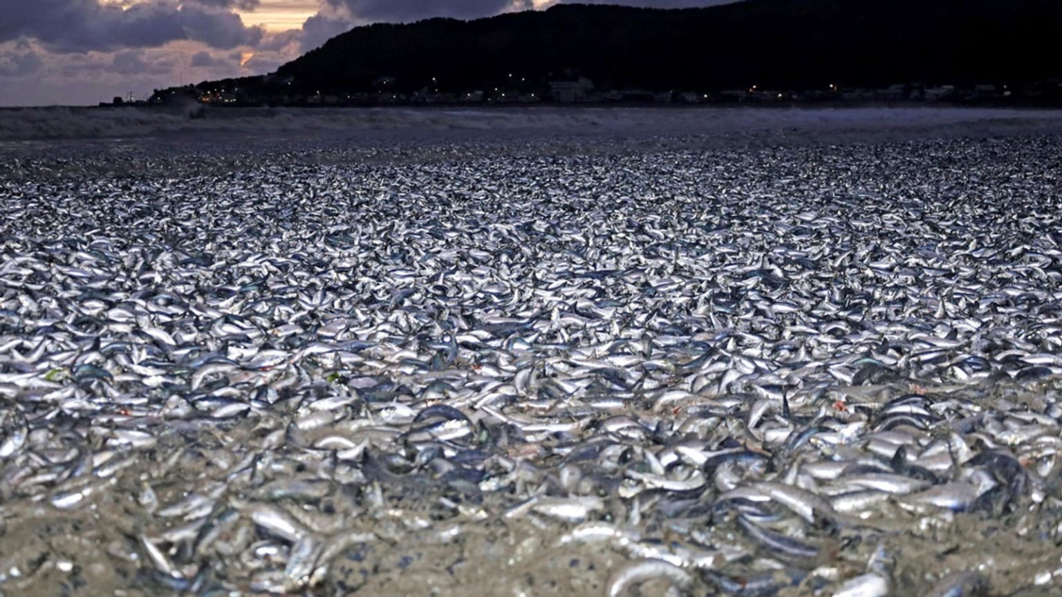 Thousands of Dead Sardines Wash up on Beach in Hokkaido, Cause Remains ...