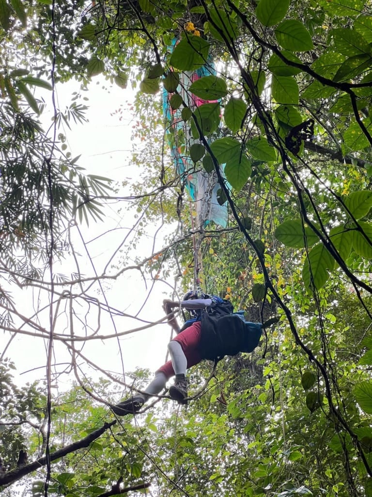 50yo Korean Paraglider in Sabah Gets Stuck on a Tree 50 metres in the ...