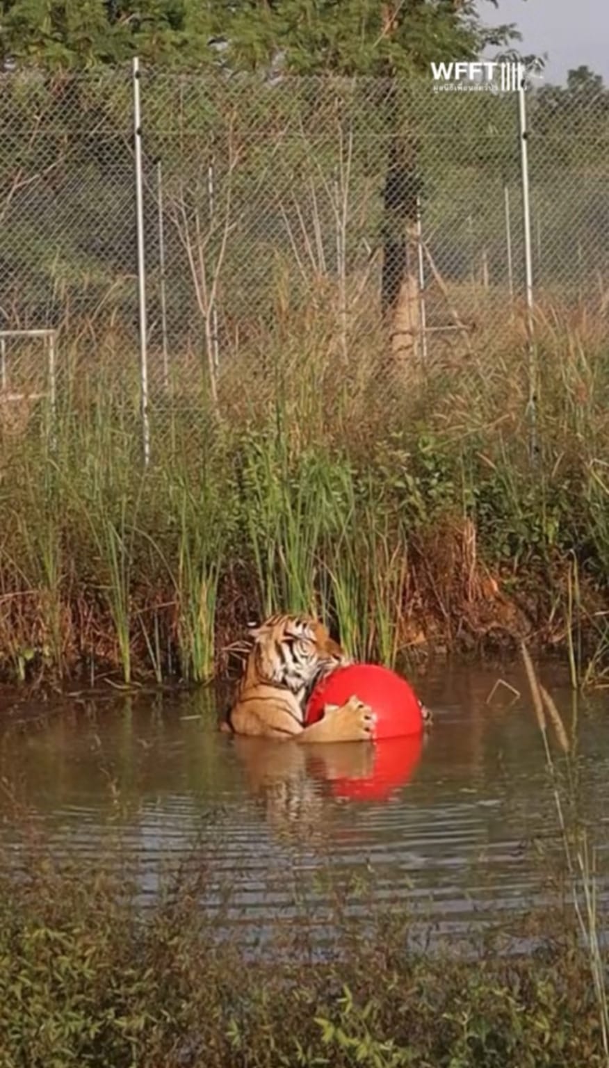 Tiger Bobs in Water With His Favourite Red Ball at Wildlife Centre in ...
