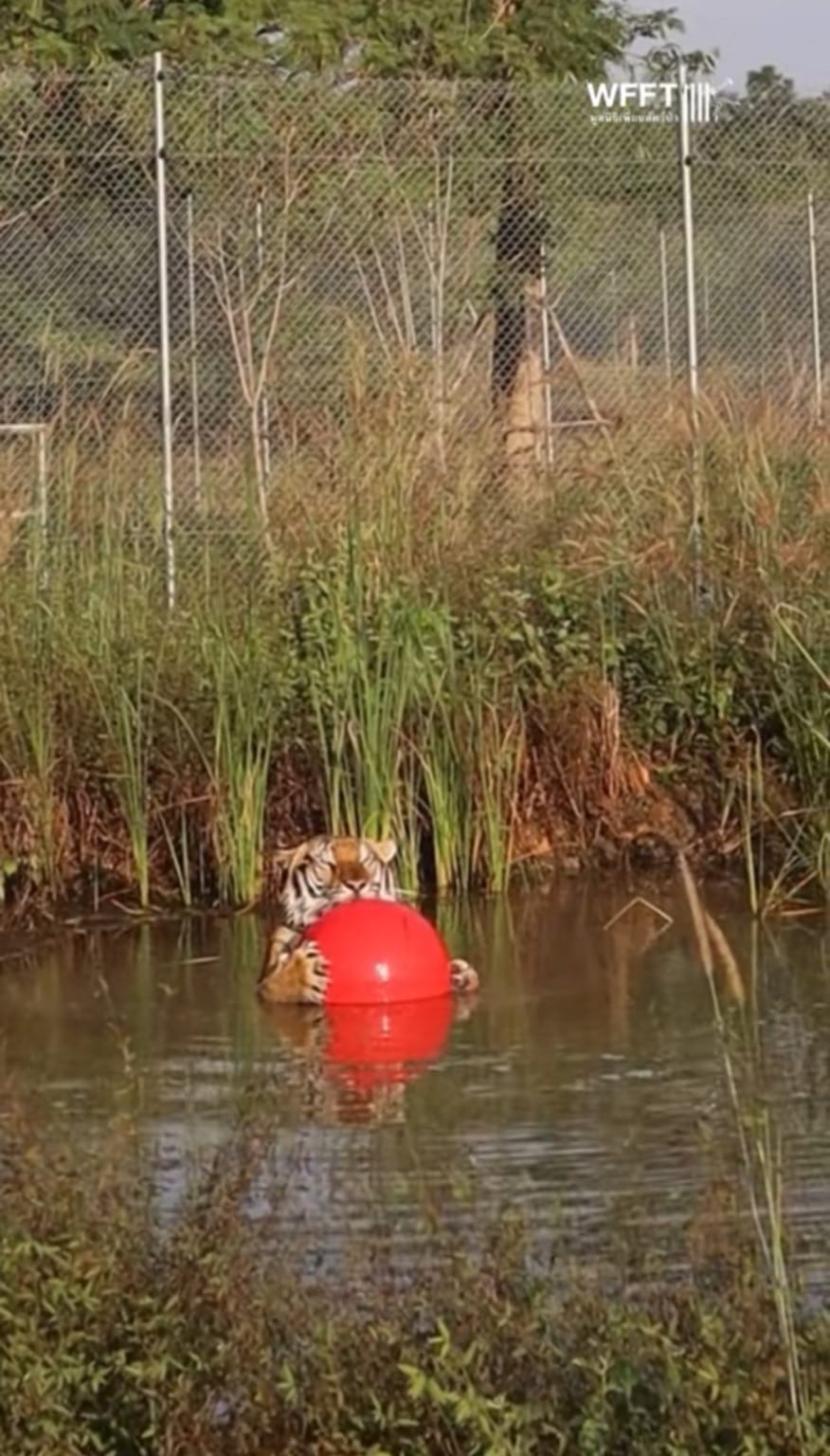 Tiger Bobs in Water With His Favourite Red Ball at Wildlife Centre in ...