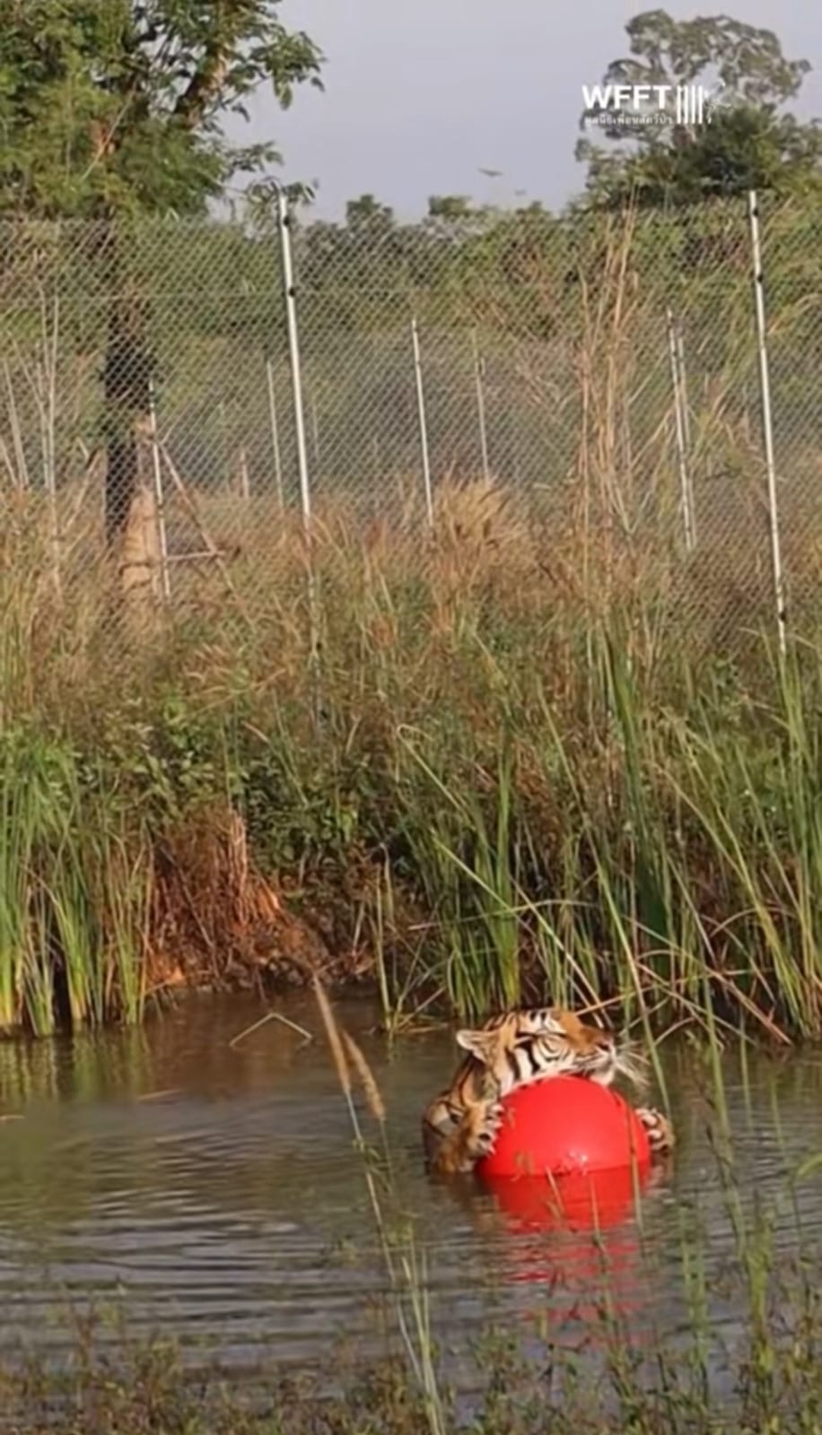 Tiger Bobs in Water With His Favourite Red Ball at Wildlife Centre in ...