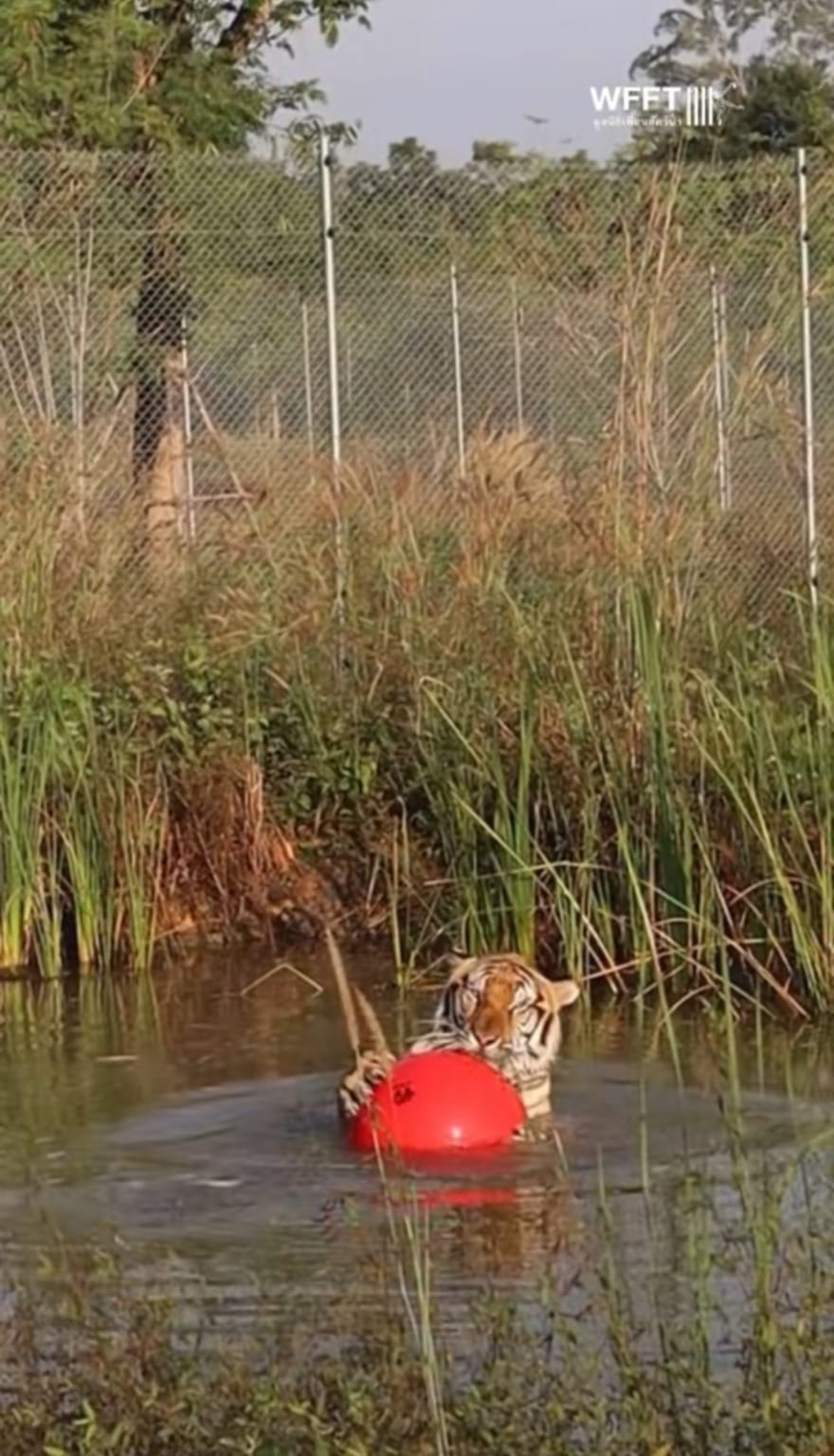 Tiger Bobs in Water With His Favourite Red Ball at Wildlife Centre in ...