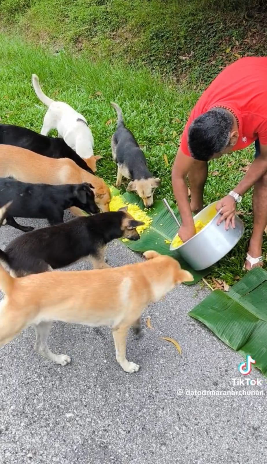 M'sian Man Praised for Serving Banana Leaf Rice & Feeding Stray Dogs ...