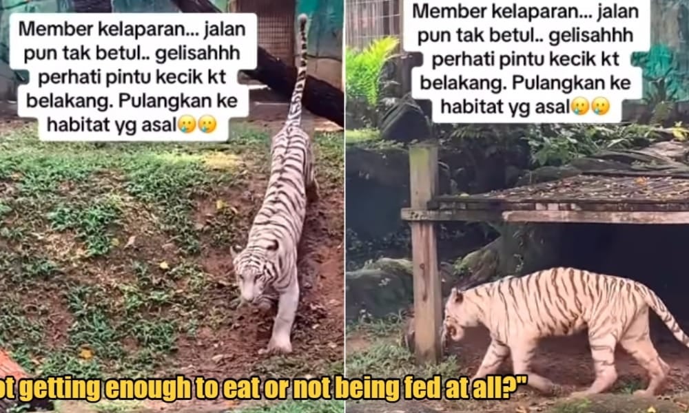 M'sian Calls Out Melaka Zoo After Their White Tiger Appears to be ...