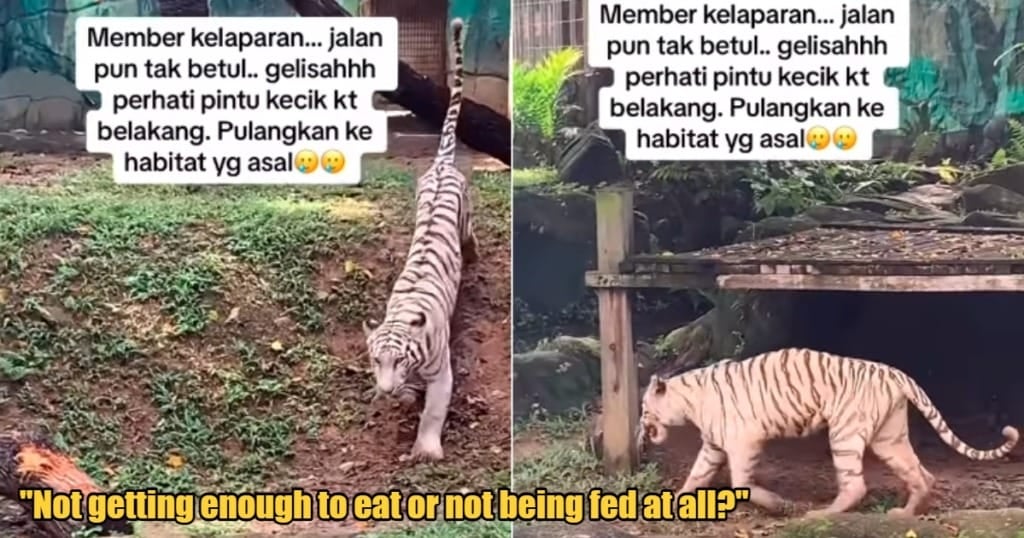 M'sian Calls Out Melaka Zoo After Their White Tiger Appears to be Skinny & Stressed - WORLD OF BUZZ