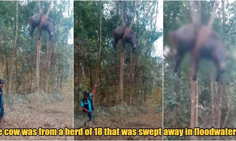 Poor Cow Found Dead While Stuck 2 Meters Up in a Tree After Getting ...