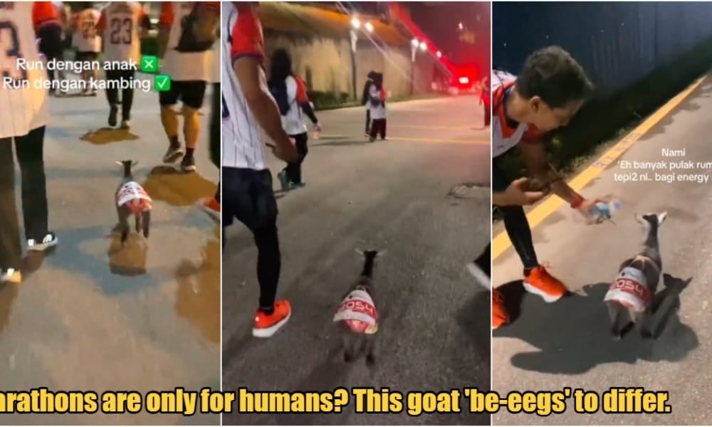 Adorable Goat Spotted Running With Owner in Marathon in Bukit Jalil ...