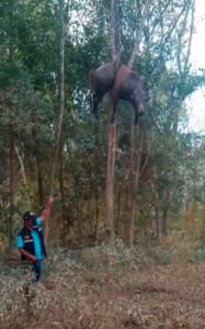 Poor Cow Found Dead While Stuck 2 Meters Up in a Tree After Getting ...