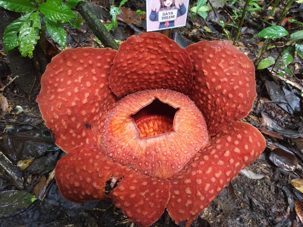 The Elusive Rafflesia Has Bloomed in This National Park in Sarawak ...