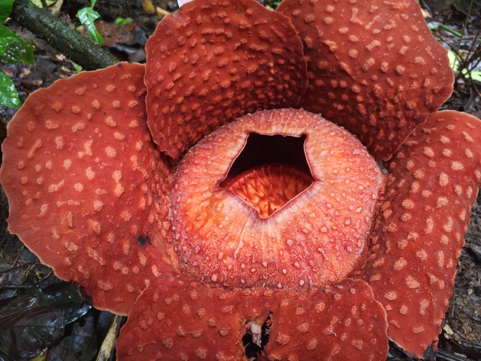 The Elusive Rafflesia Has Bloomed in This National Park in Sarawak ...