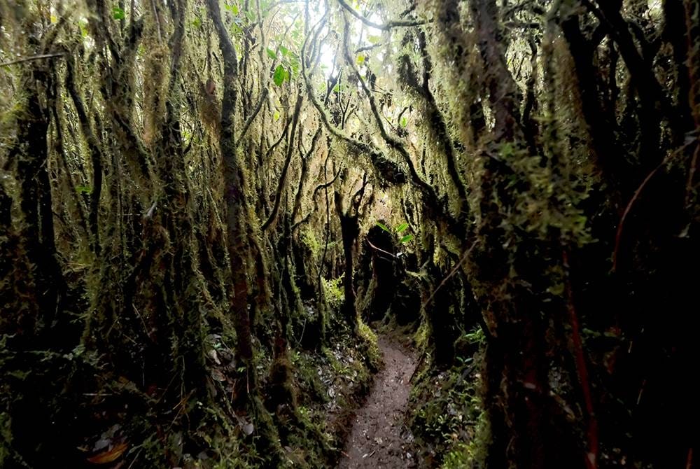 Peak of Adventure! Here are the 15 Highest Mountains Across Malaysia to ...