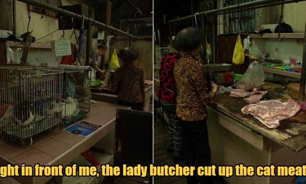 Foreign Photographer Exposes Alleged Cat Meat Butcher Hidden Within ...
