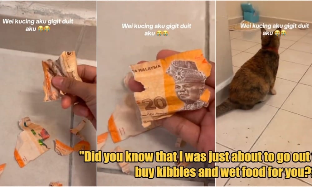 "My money!" - M'sian Shocked to Find That Her Cats Have Played With ...