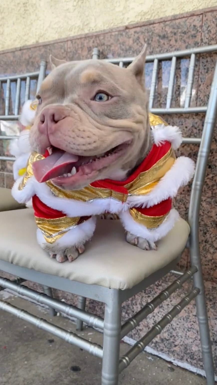 "When u skip rehearsal" - M'sians Can't Get Enough of Cute Doggo ...