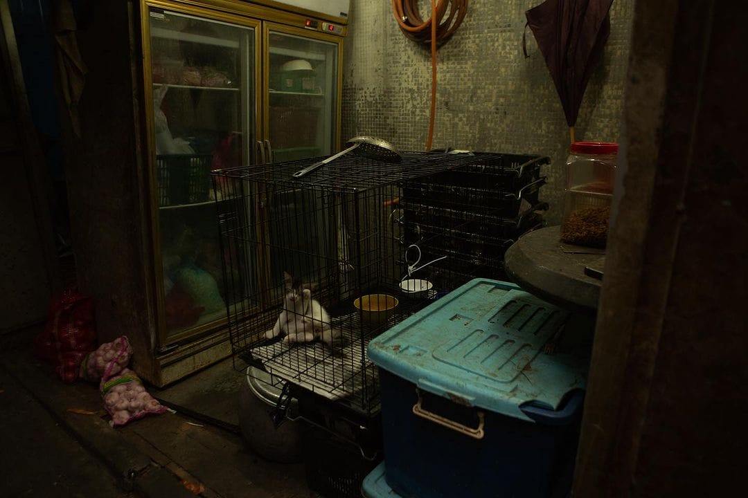 Foreign Photographer Exposes Alleged Cat Meat Butcher Hidden Within ...