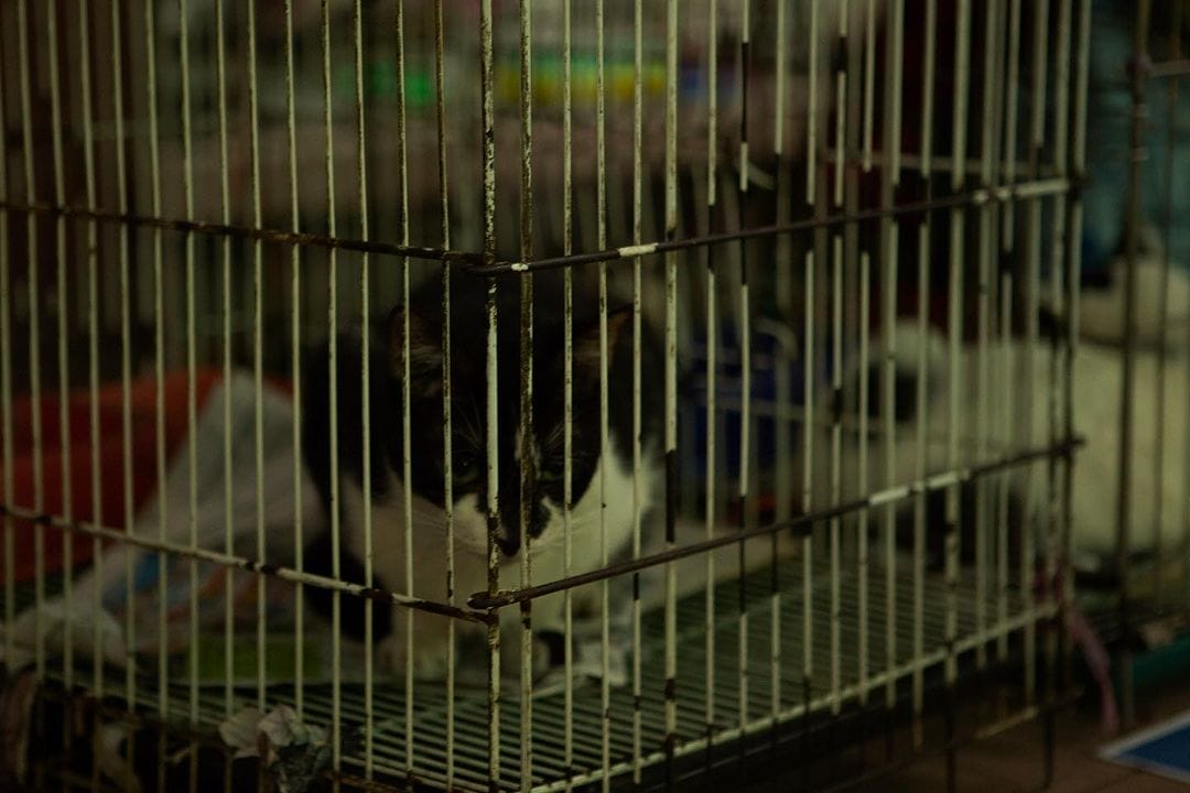 Foreign Photographer Exposes Alleged Cat Meat Butcher Hidden Within ...