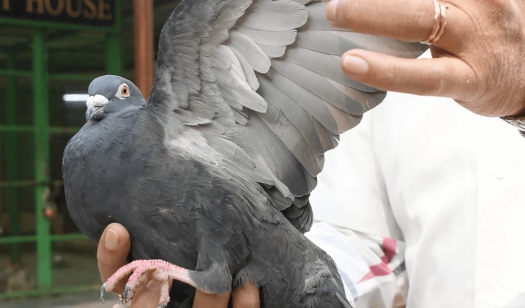 Pigeon Suspected of Acting as a Spy Gets Held in Custody For 8 Months ...