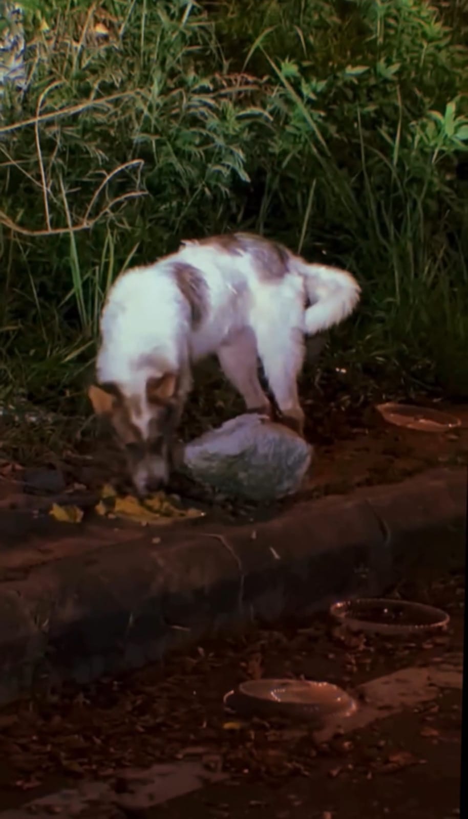 M'sian Couple Cook Meals for Stray Dogs Up to 4 Times a Week & Deliver ...