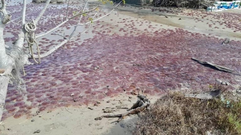 Water Turns Red at Sabah Beach as Tens of Thousands of Jellyfish Wash ...