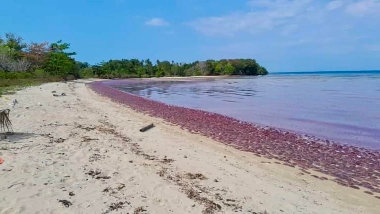 Water Turns Red at Sabah Beach as Tens of Thousands of Jellyfish Wash ...