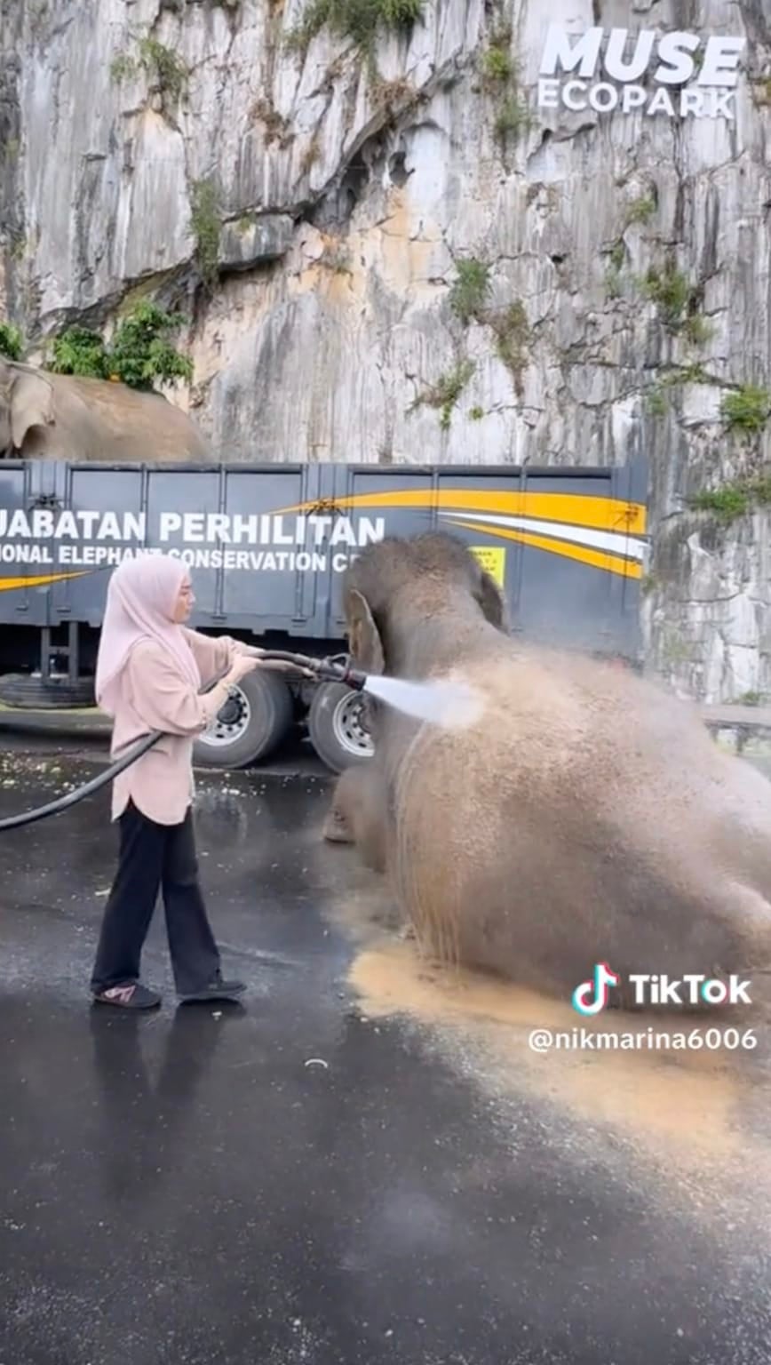 "Can I bring 1 home?" - M'sians Can't Get Enough of Super Cute Gajah ...