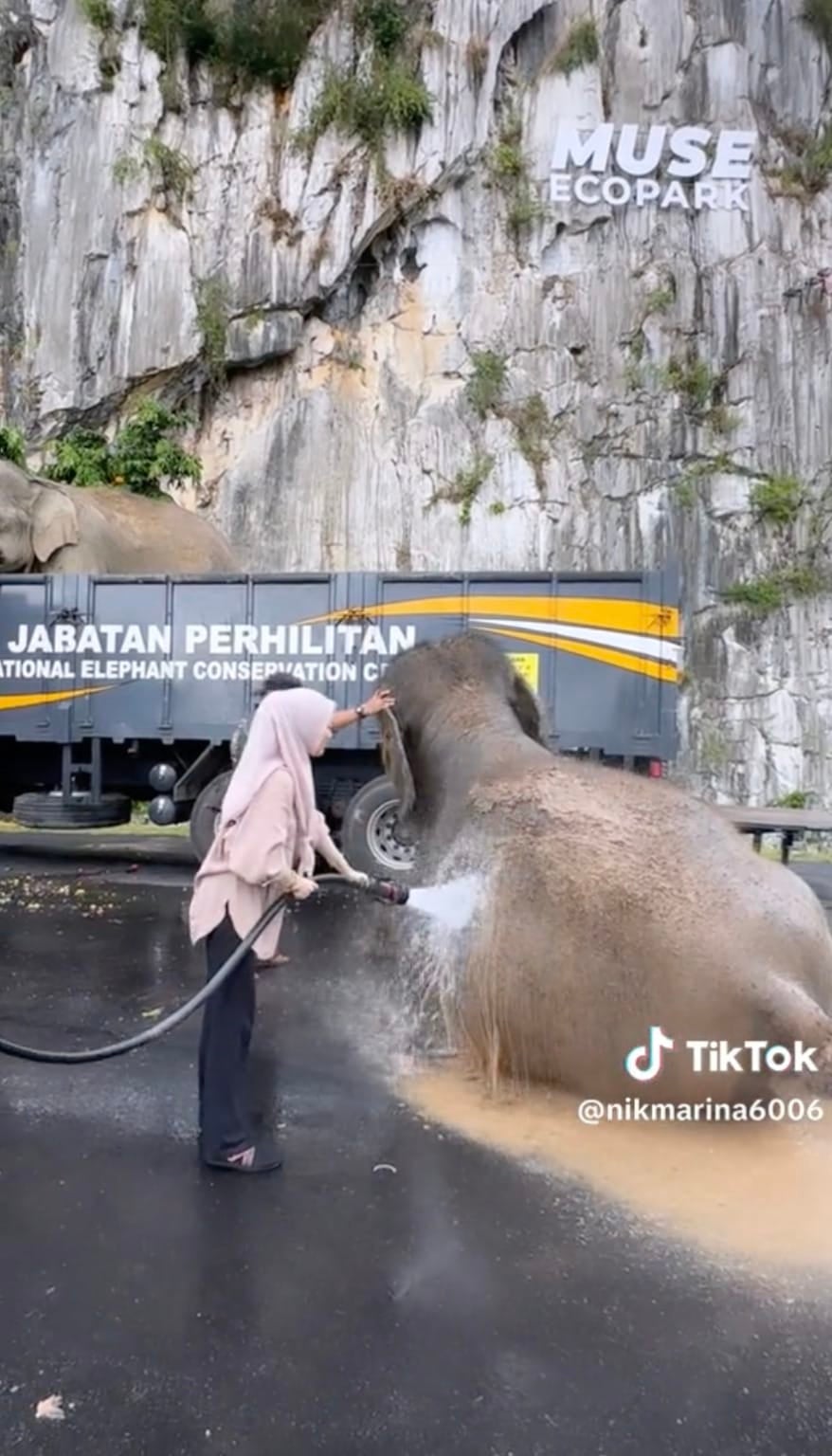 "Can I bring 1 home?" - M'sians Can't Get Enough of Super Cute Gajah ...