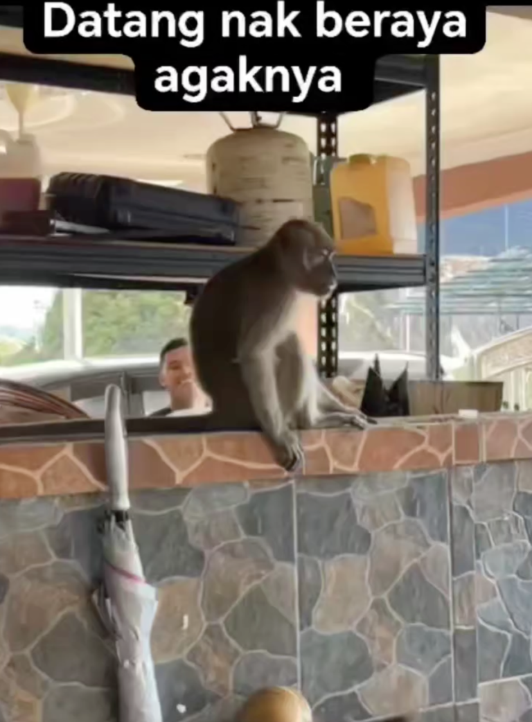 "Surprise Hari Raya guest" - Abang Bomba Had to 'Pujuk' Wild Monkey to ...