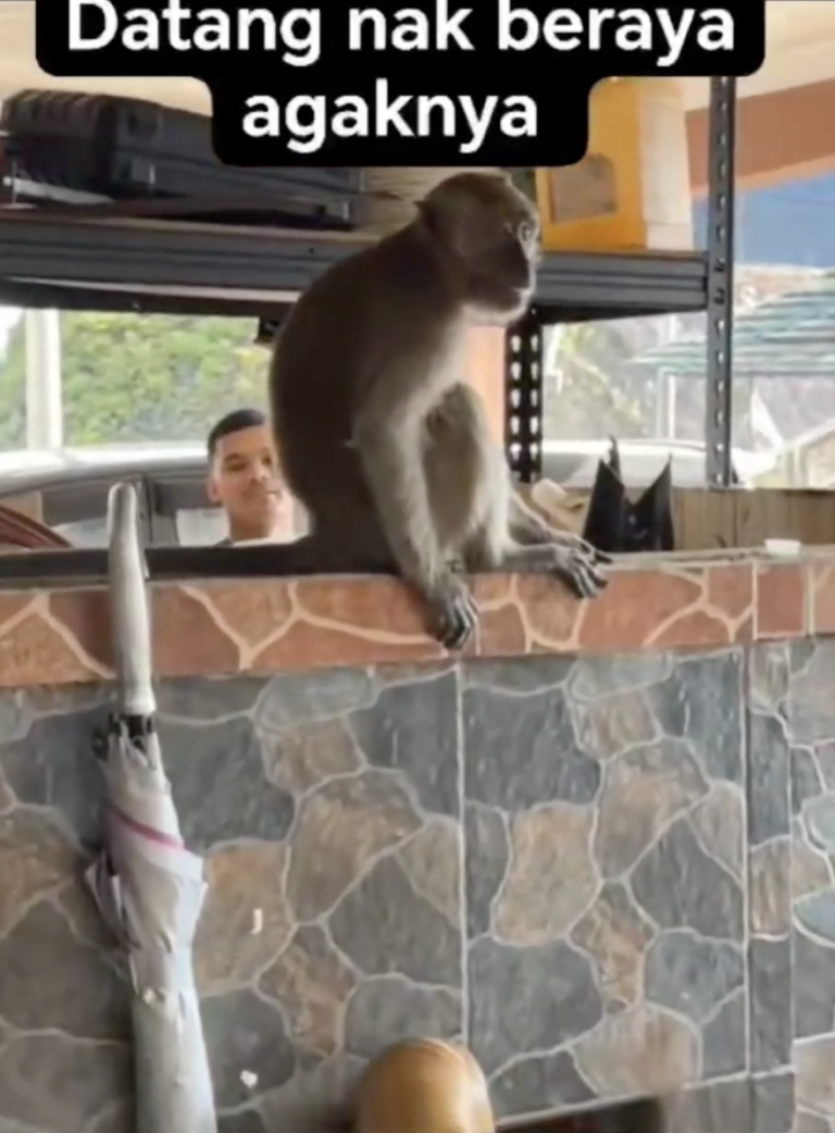 "Surprise Hari Raya guest" - Abang Bomba Had to 'Pujuk' Wild Monkey to ...