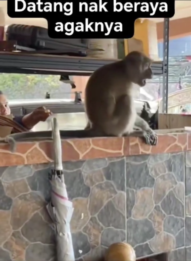 "Surprise Hari Raya guest" - Abang Bomba Had to 'Pujuk' Wild Monkey to ...
