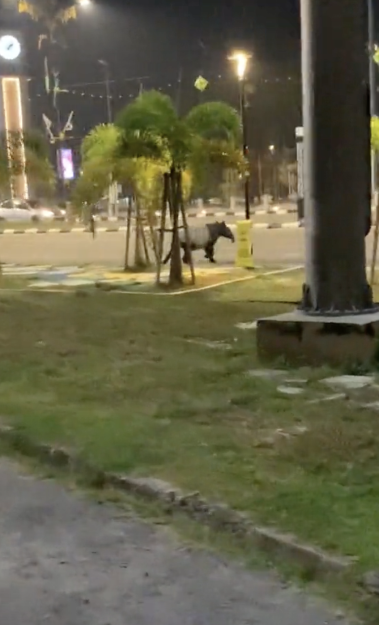 "It lost its home" - M'sians are Saddened by Scared Tapir Running in ...