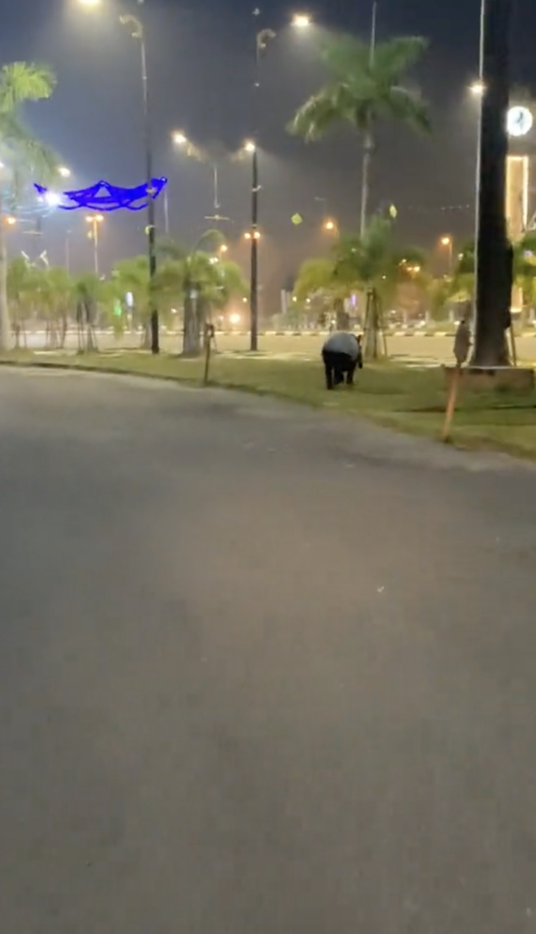 "It lost its home" - M'sians are Saddened by Scared Tapir Running in ...