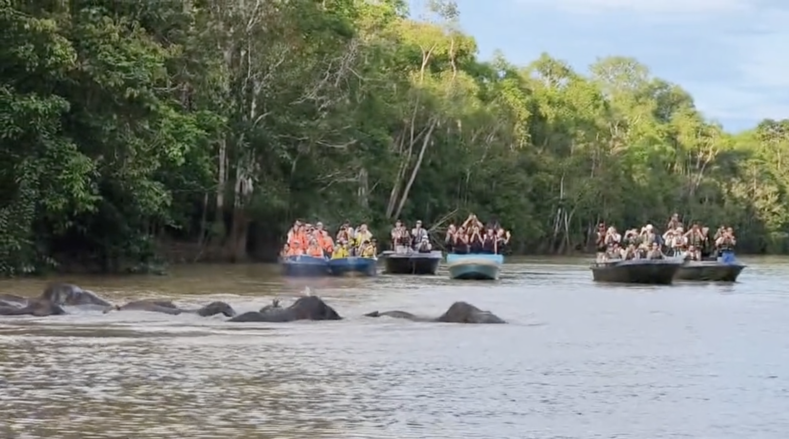 Lucky Tourists Get to Witness Borneo Elephant Herd Swimming Across the ...