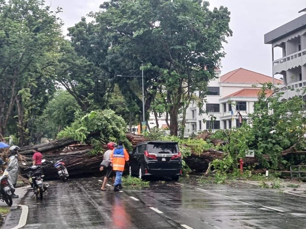 Tree Falls in Penang, Damages 5 Cars Including Newly-Bought Car of 2 ...