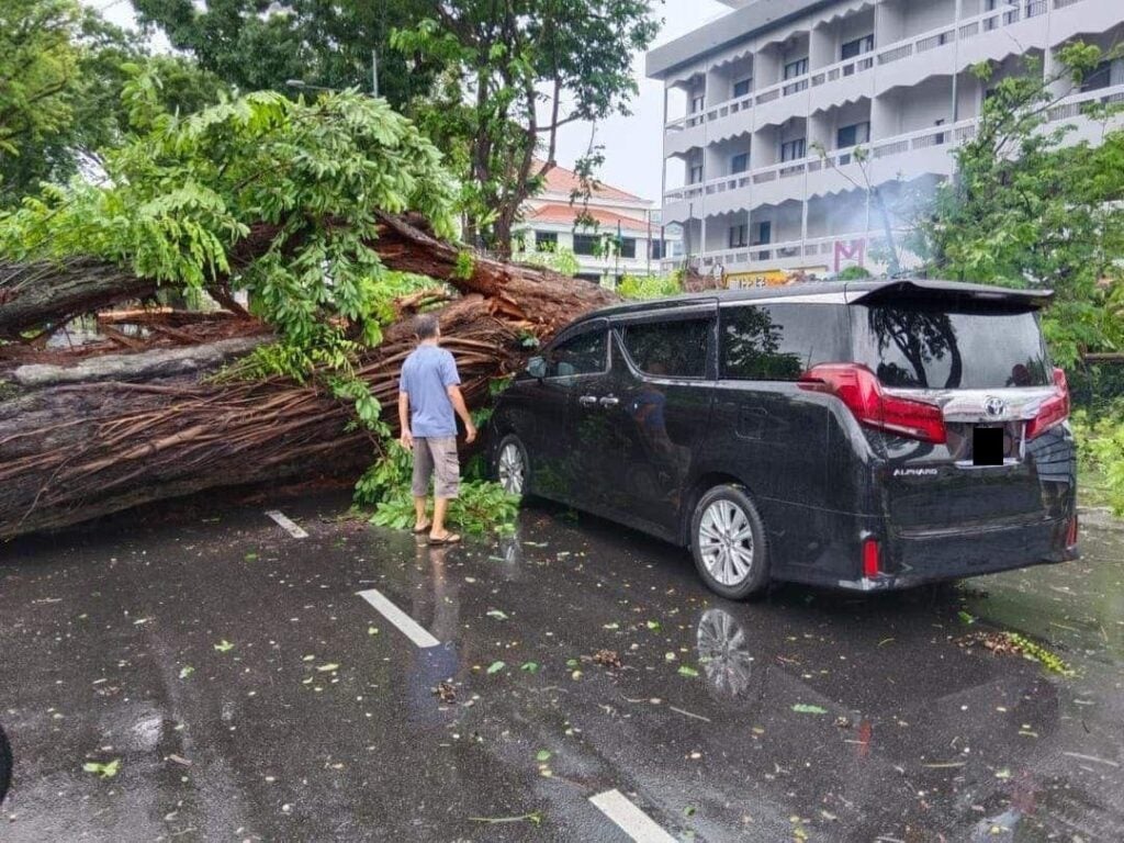 Tree Falls in Penang, Damages 5 Cars Including Newly-Bought Car of 2 ...