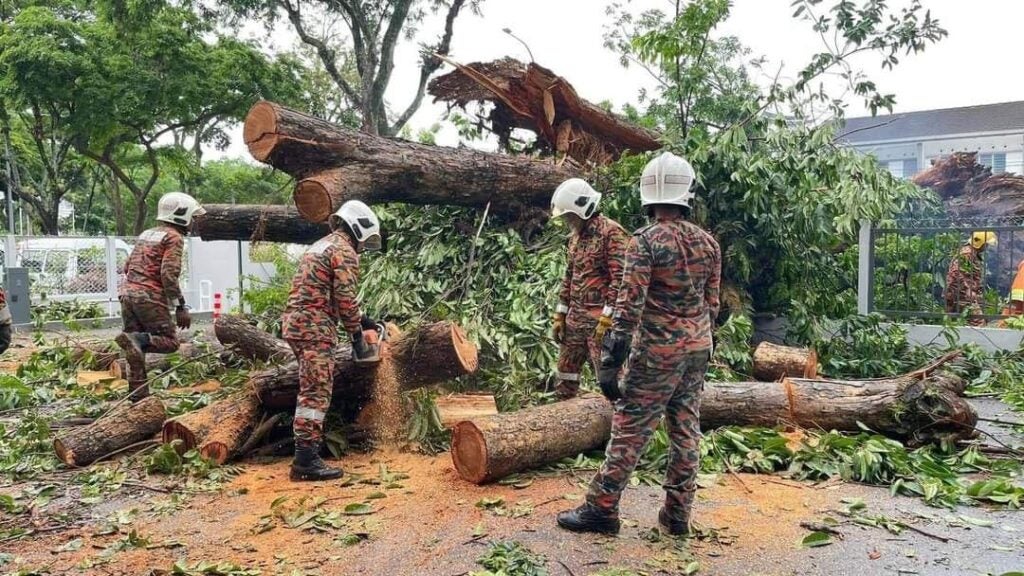 Tree Falls in Penang, Damages 5 Cars Including Newly-Bought Car of 2 ...