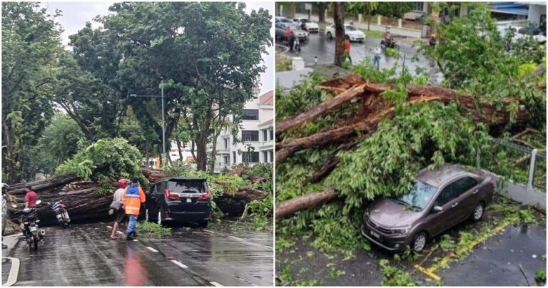 Tree Falls in Penang, Damages 5 Cars Including Newly-Bought Car of 2 ...