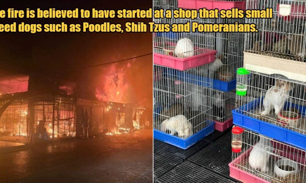 Over 1,000 Animals Have Tragically Died in a Huge Fire at Bangkok's ...