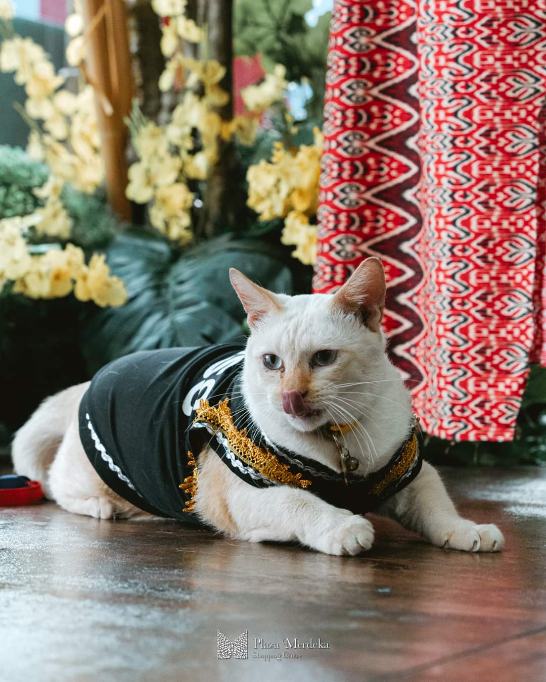 This Mall in Kuching Has a Cat Boss That Gets Pushed Around in a ...