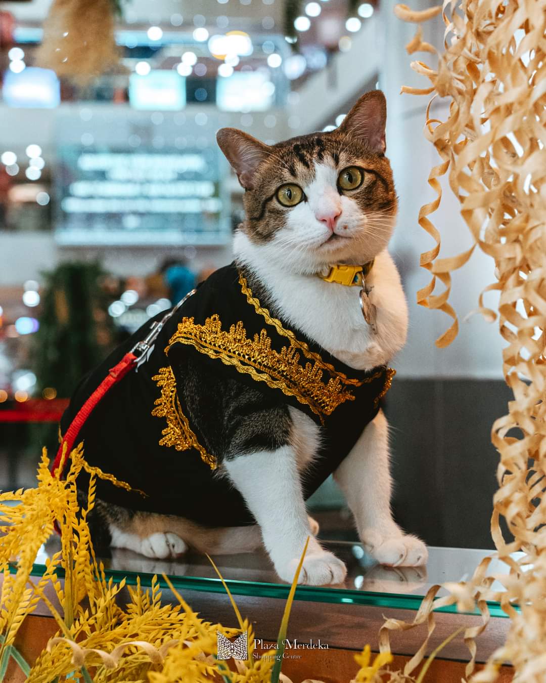 This Mall in Kuching Has a Cat Boss That Gets Pushed Around in a ...