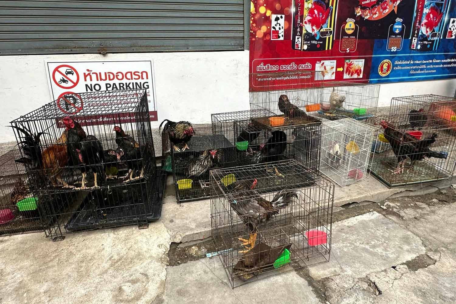 Over 1,000 Animals Have Tragically Died in a Huge Fire at Bangkok's ...