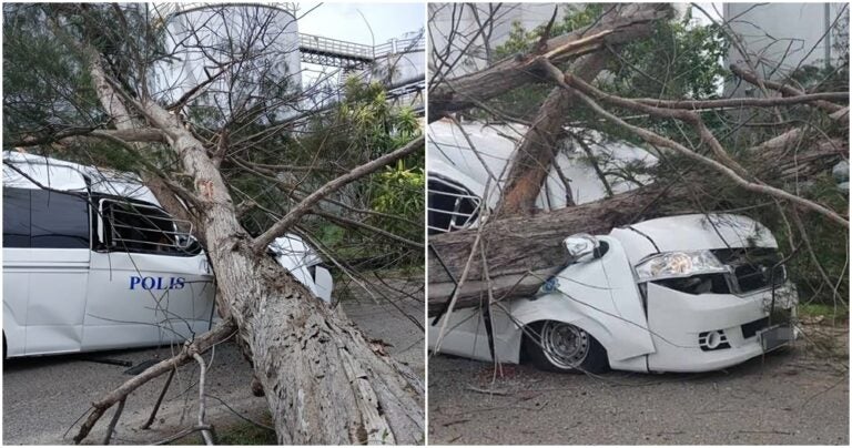 Police Officer Passes Away After Huge Tree Falls on His Vehicle While ...