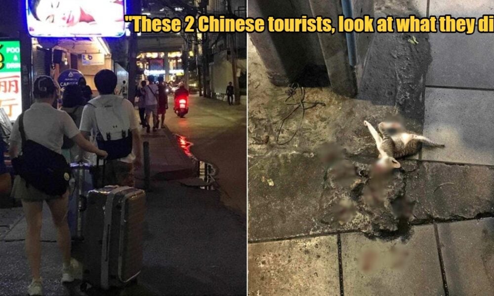 China Tourists Allegedly Stomped a Kitten to Death in Thailand ...